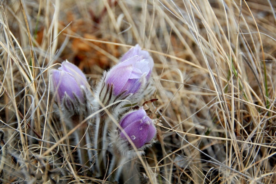 A Guide to Spring Wildflowers in Saskatoon | Discover Saskatoon