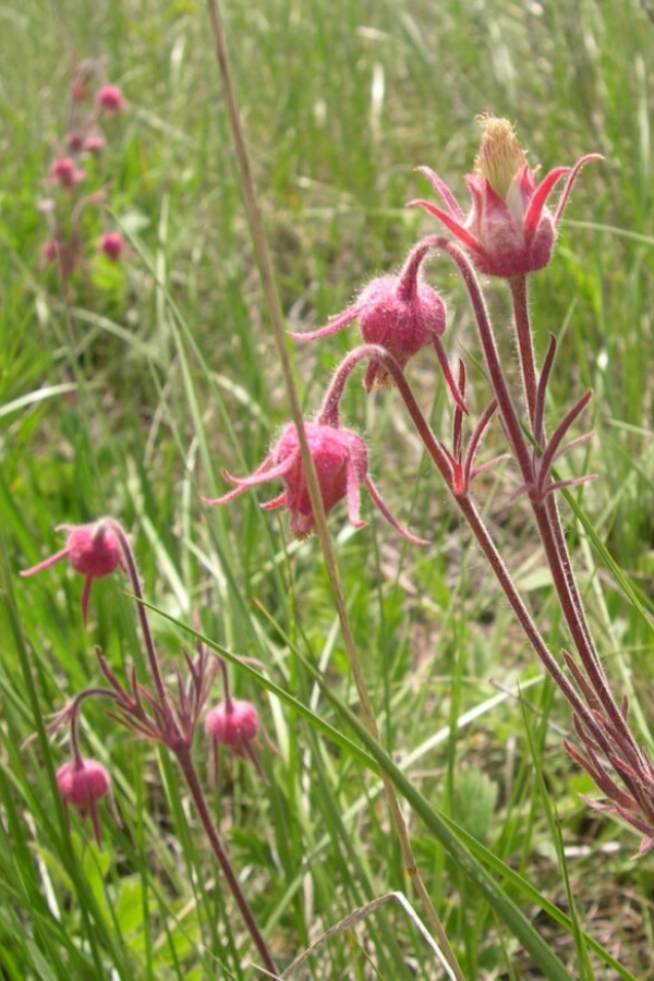 A Guide to Spring Wildflowers in Saskatoon | Discover Saskatoon