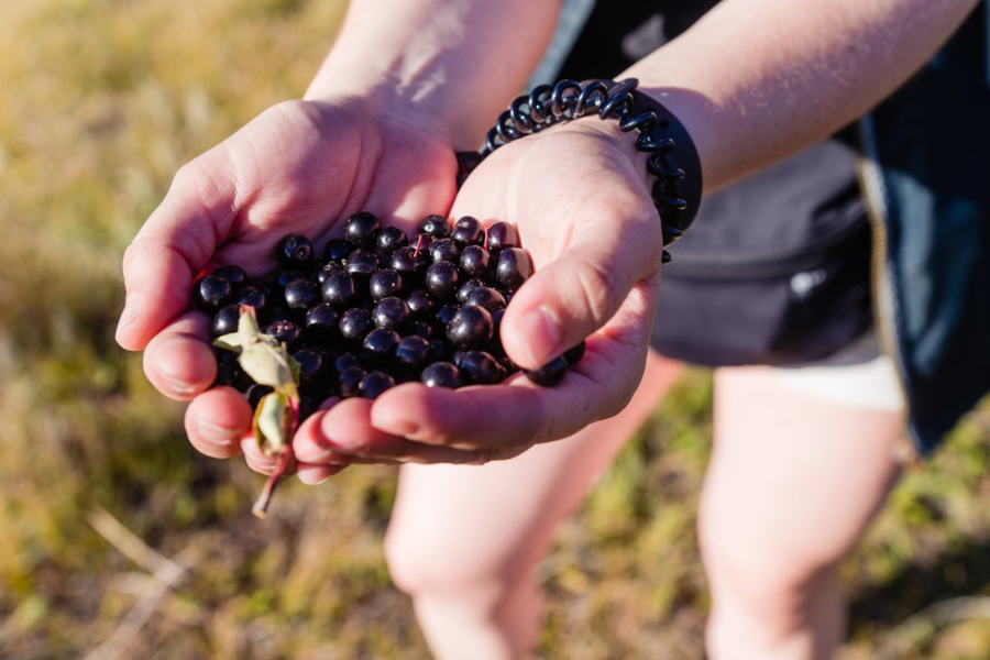 A Guide to Spring Wildflowers in Saskatoon | Discover Saskatoon