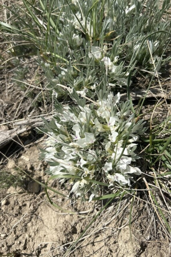 A Guide to Spring Wildflowers in Saskatoon | Discover Saskatoon