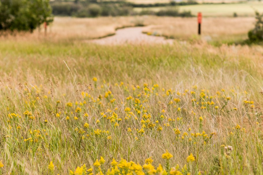 A Guide to Spring Wildflowers in Saskatoon | Discover Saskatoon