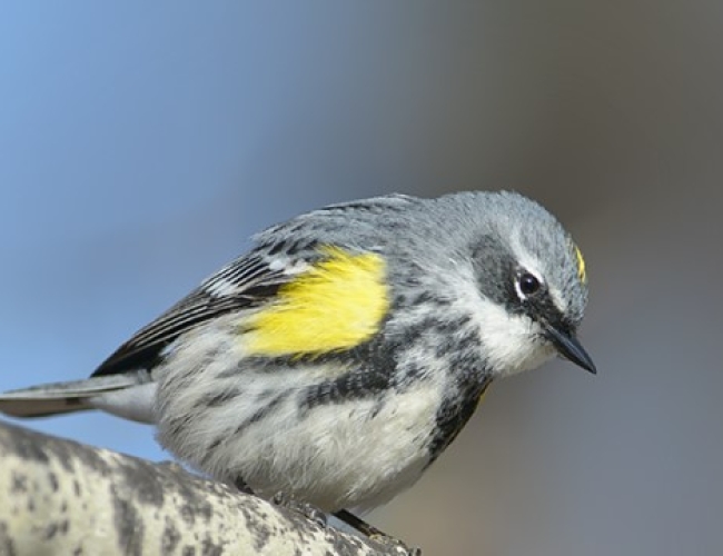 Forestry Farm Park Bird Walk | Discover Saskatoon
