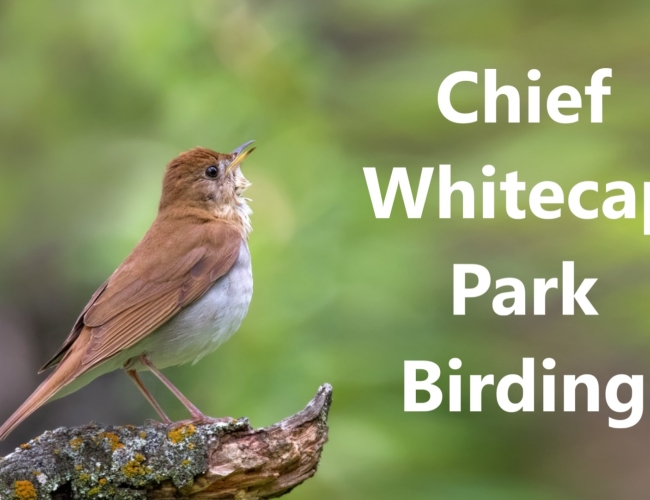 Chief Whitecap Park Birding Tour | Discover Saskatoon