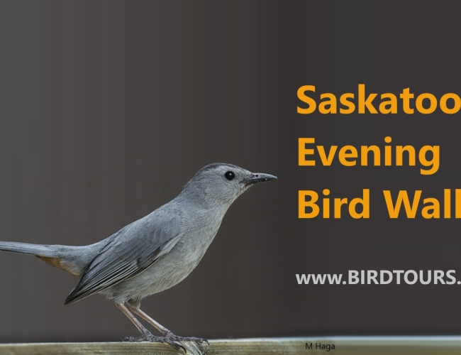 Saskatoon Evening Bird Walk - Holiday Park | Discover Saskatoon