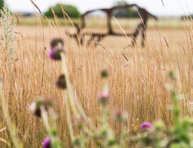 A Guide to Spring Wildflowers in Saskatoon | Discover Saskatoon