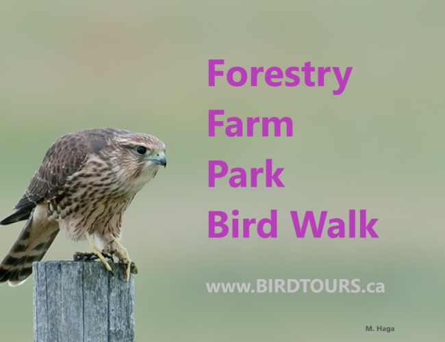 Forestry Farm Park Bird Walk | Discover Saskatoon