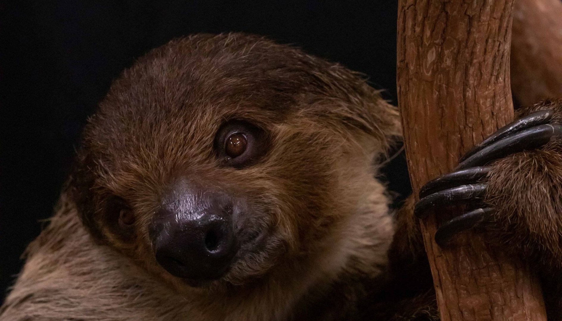 2024 SASKATOON Wildlife Festival - Meet a Sloth! | Discover Saskatoon